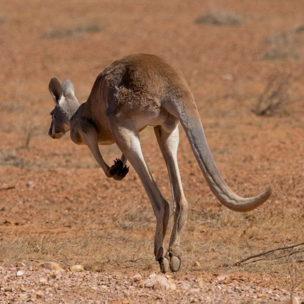 Types of Bush Tucker Food Eaten by the Anangu People - SEIT Tours