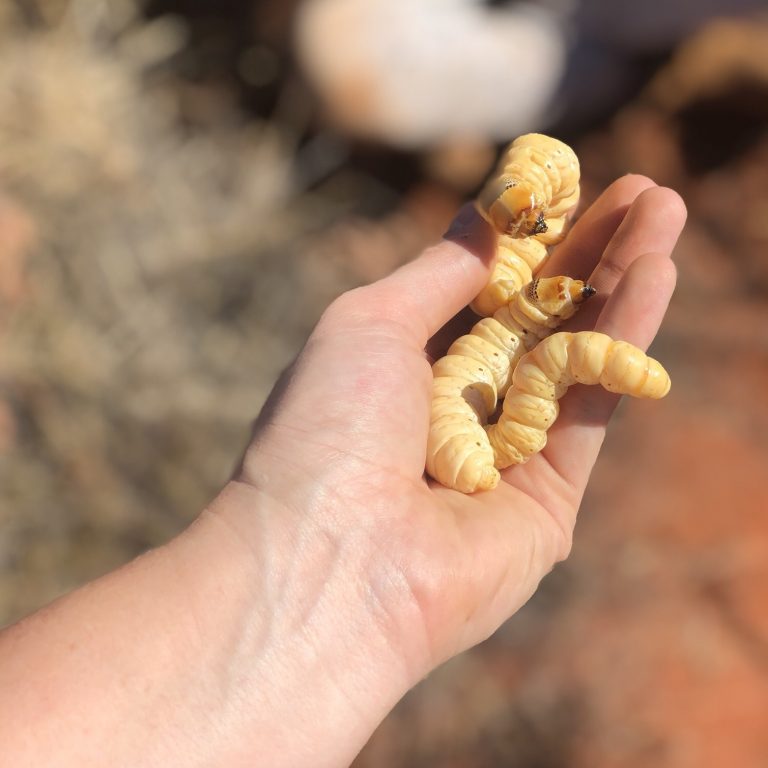 Types of Bush Tucker Food Eaten by the Anangu People - SEIT Tours